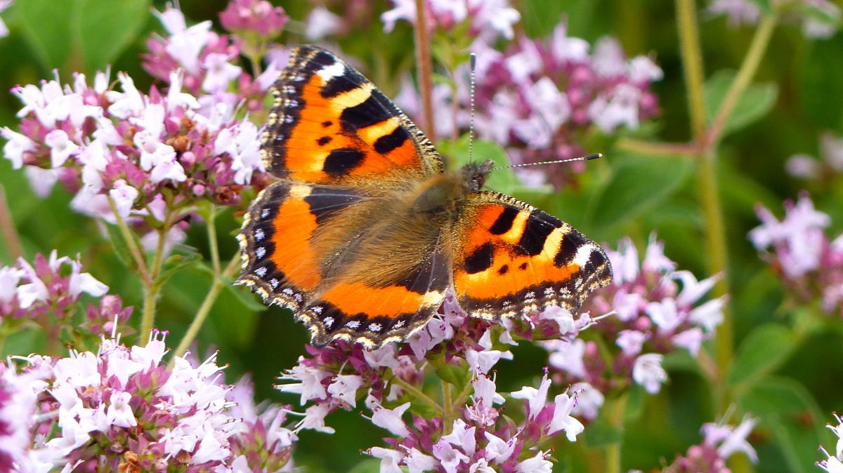 Small Tortoiseshell Butterfly – Charlton Down Nature Area