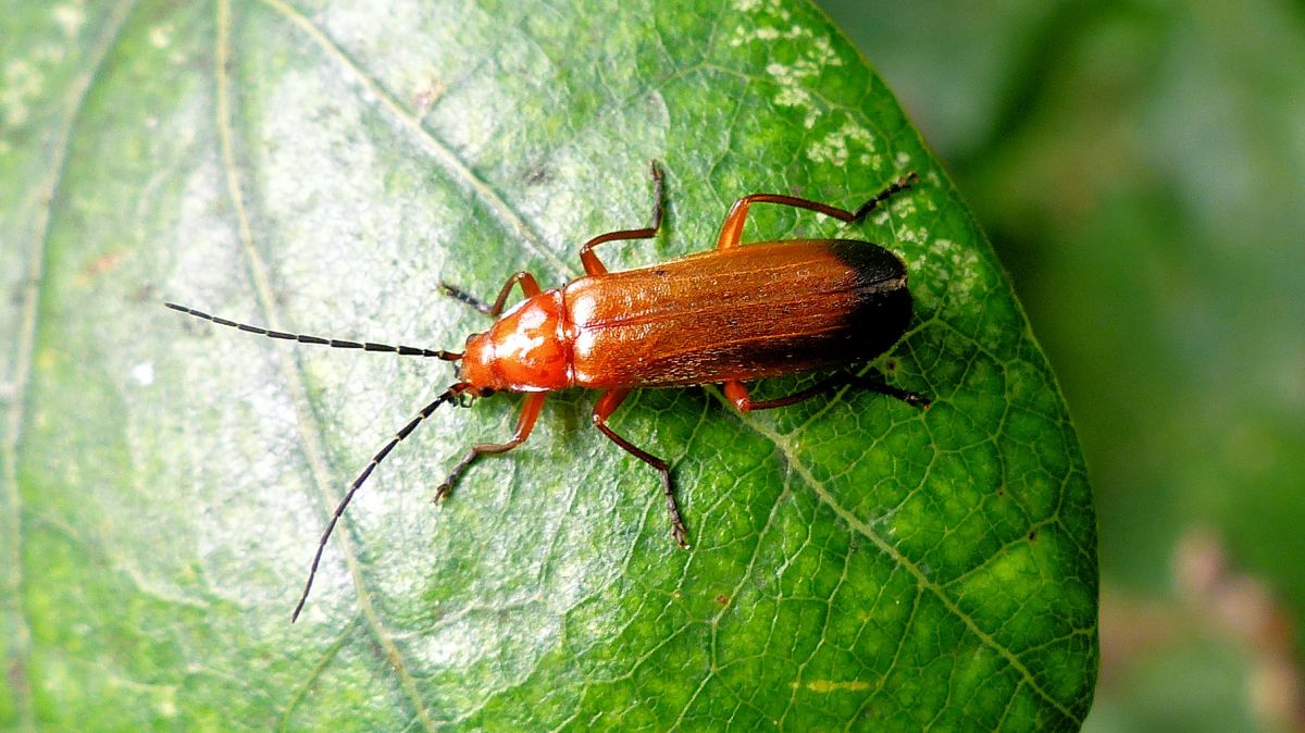 Common Red Soldier Beetle – Charlton Down Nature Area