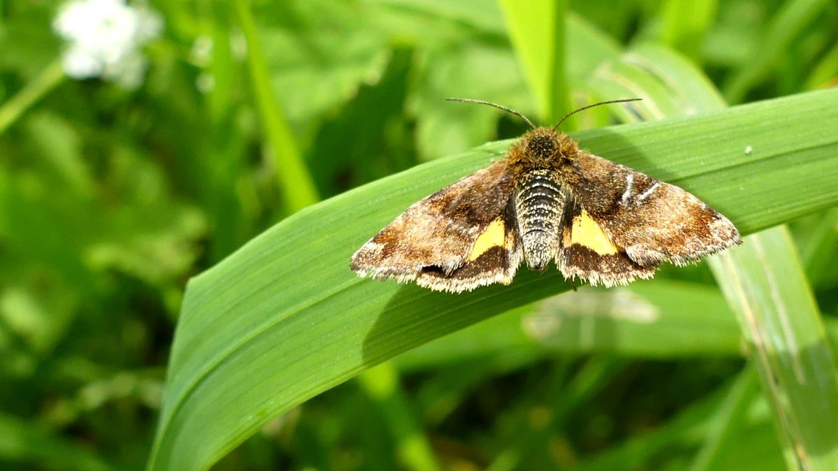 Small Yellow Underwing Moth – Charlton Down Nature Area