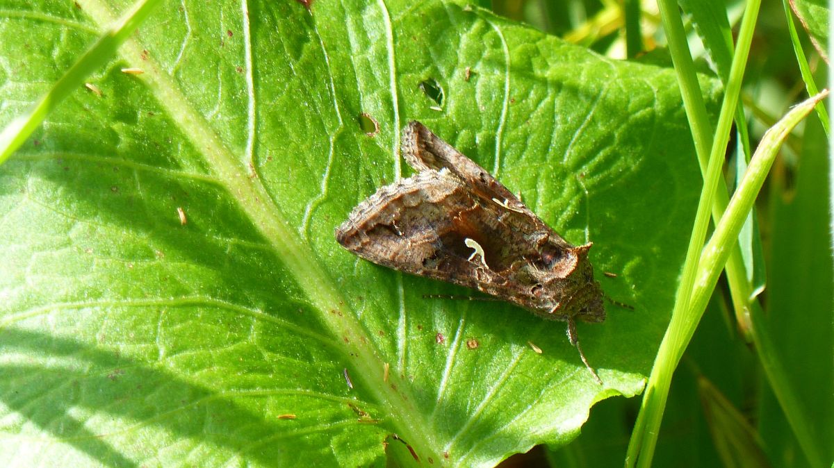 Silver Y Moth – Charlton Down Nature Area