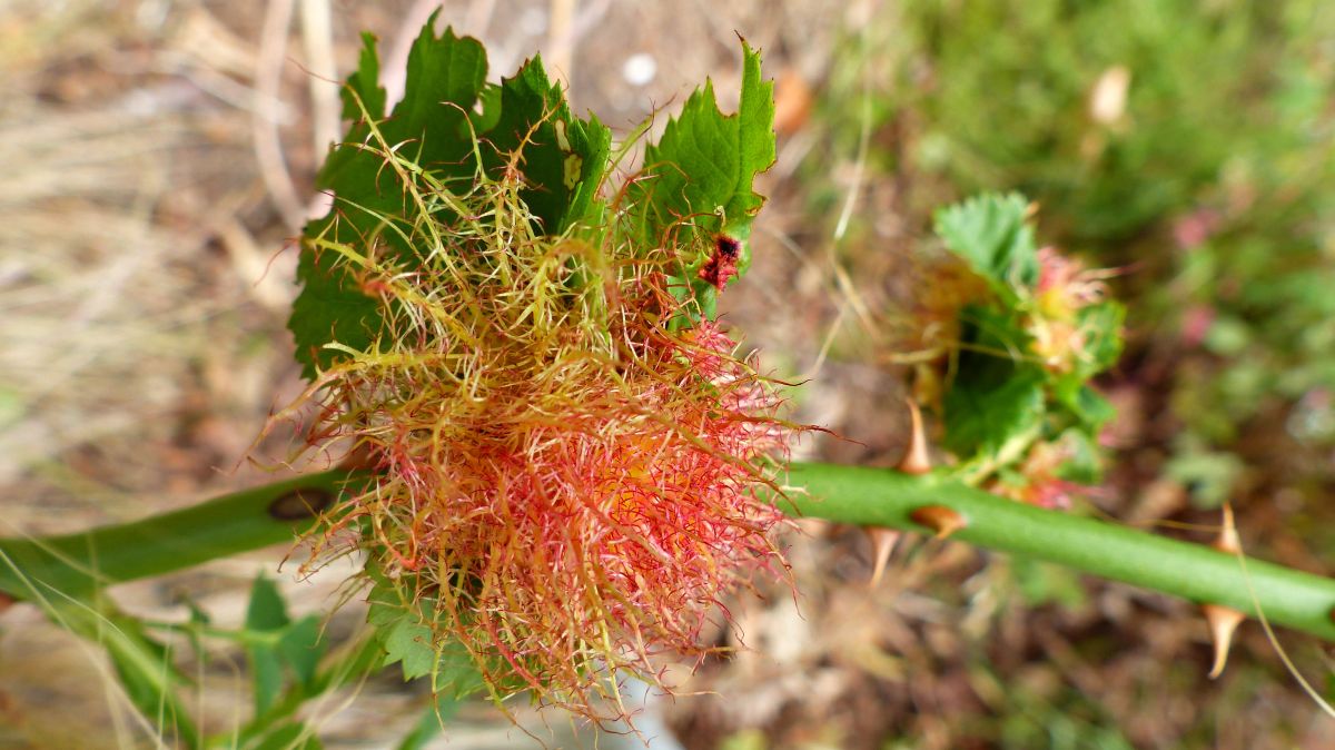 Robin’s Pin Cushion Gall – Charlton Down Nature Area