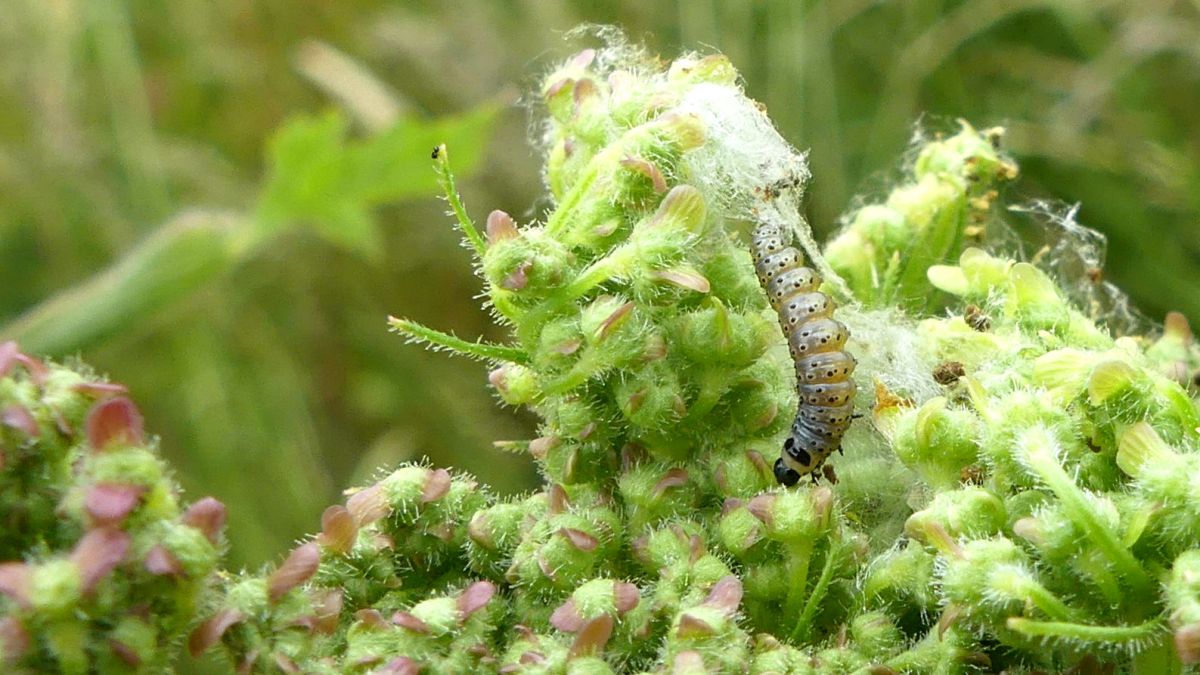 Parsnip Webworm Caterpillar – Charlton Down Nature Area