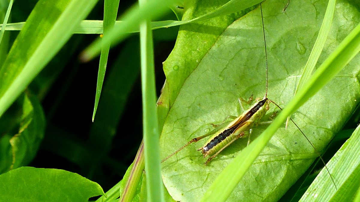 Short-winged Cone-head – Charlton Down Nature Area